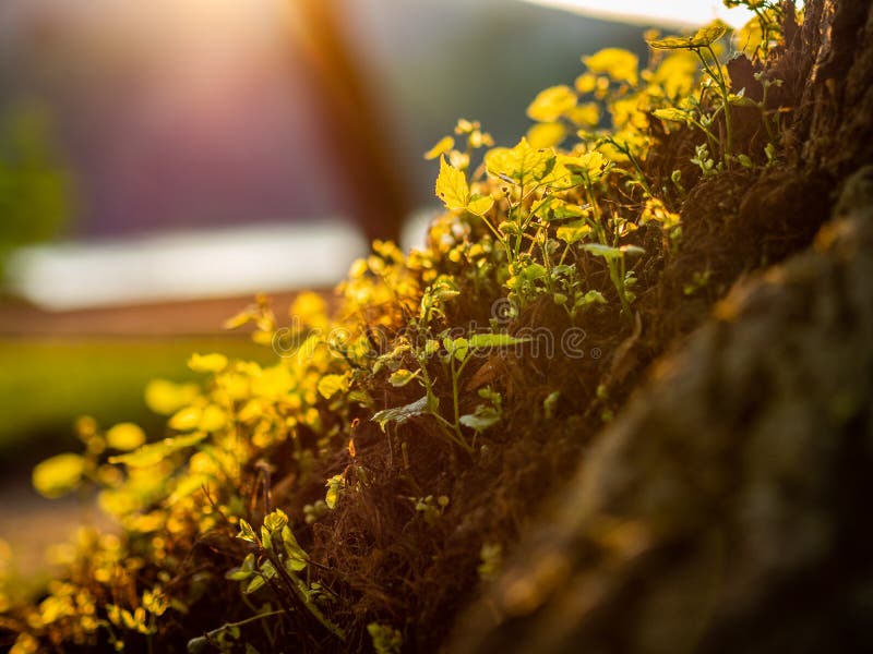 Moss and Plants Growing from the Base of a Tree Stock Photo - Image of ...