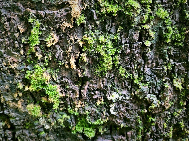 Moss plants growing stock photo. Image of flora, closeup - 267624644