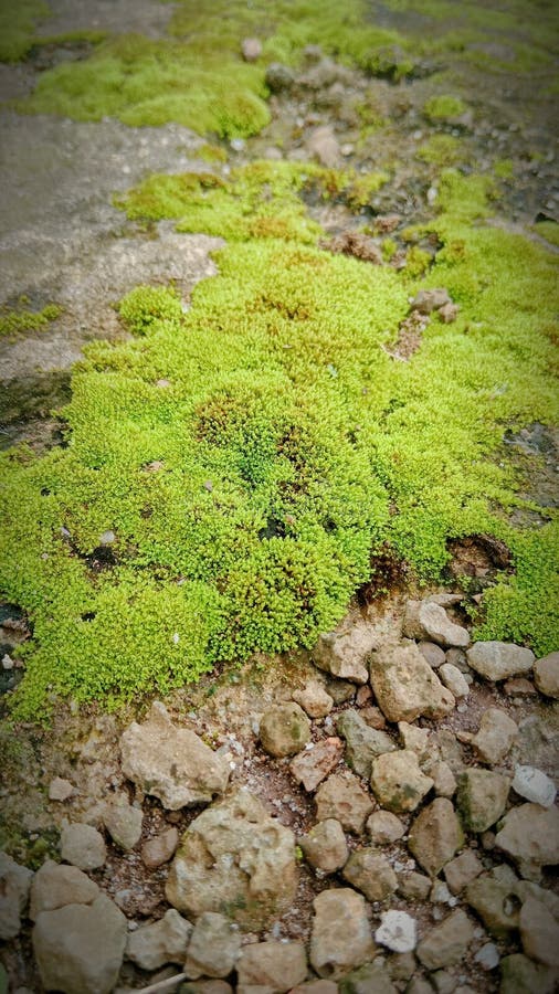Moss plants stock image. Image of nature, grass, road - 310855263