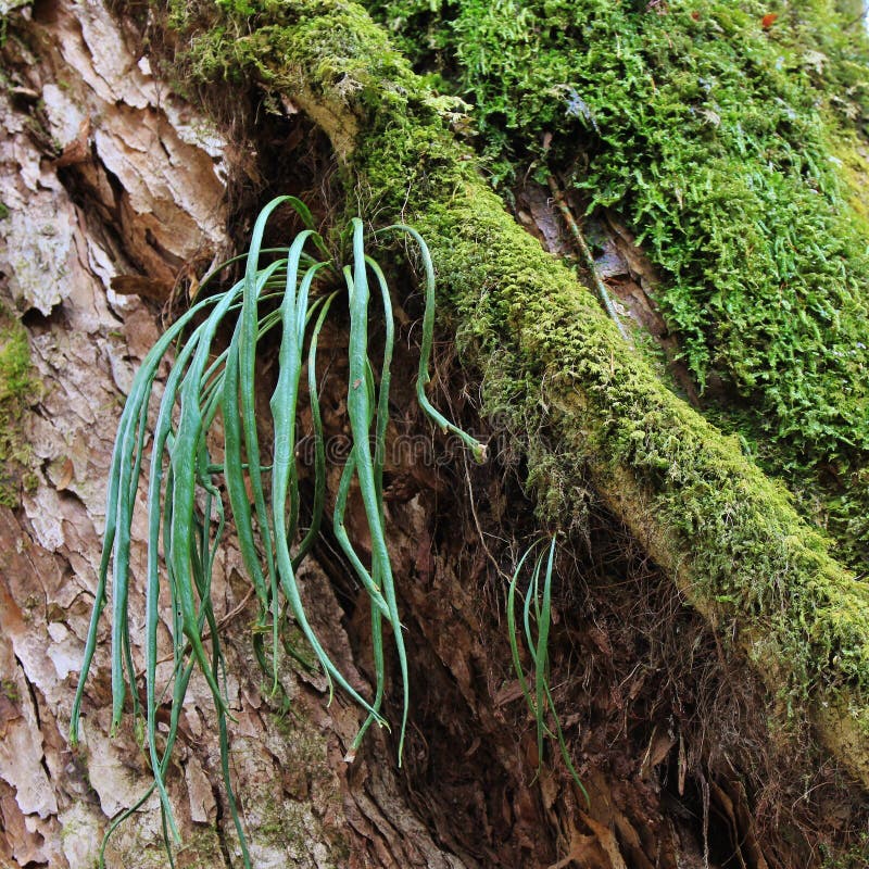 Moss and Plants Growing on a Tree. Stock Photo - Image of green, moss ...