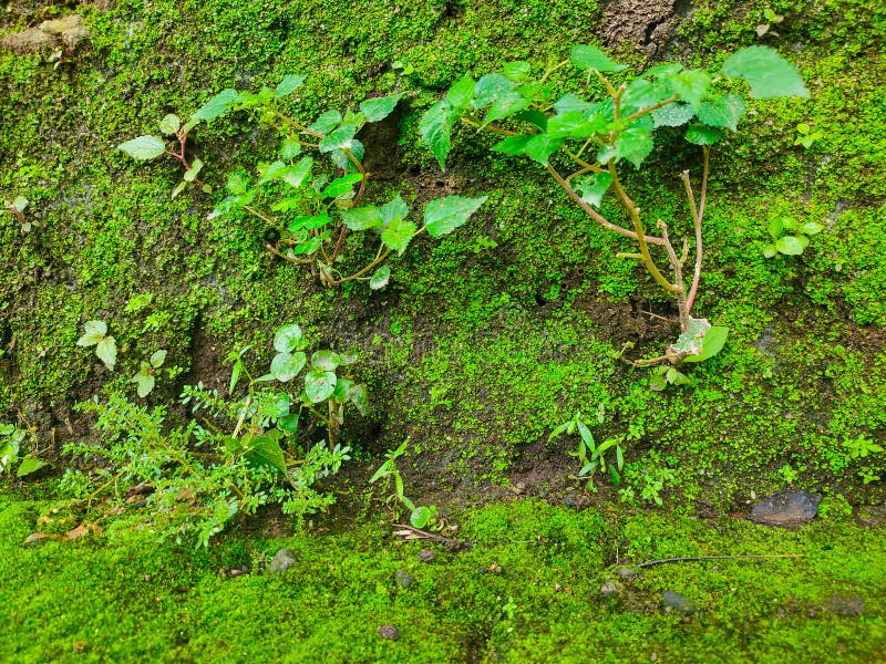Moss Plants that are Growing Well in the Rainy Season Stock Image ...