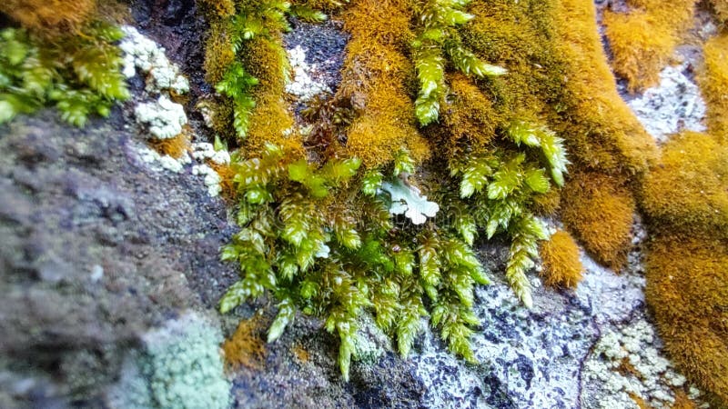 The Moss Plants Growth on the Rock Stock Photo - Image of botanical ...