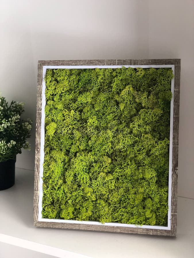 Moss and Plants on a Shelf in a Cozy Home Setting Stock Image - Image ...