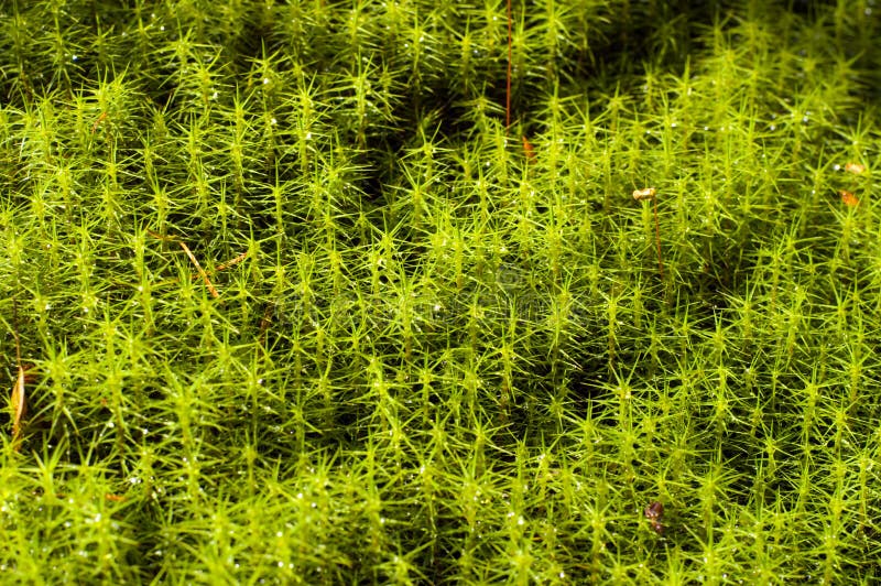 Sporophytes of Polytrichum Moss Stock Image - Image of common, flora ...
