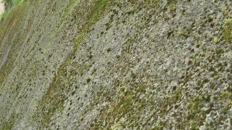 Porous Stone Wall with Seaweeds, Sponges and Some Stock Footage - Video ...