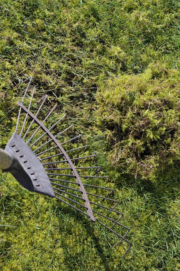 Moss stock image. Image of removal, lawns, garden, springtime - 67170963