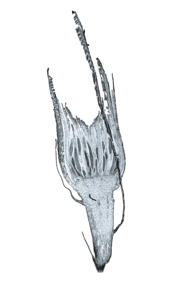 Moss Protonemata Micrograph Stock Photo - Image of nature, plant: 46947184