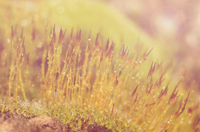 Moss after rain stock photo. Image of flower, autumn - 38120854