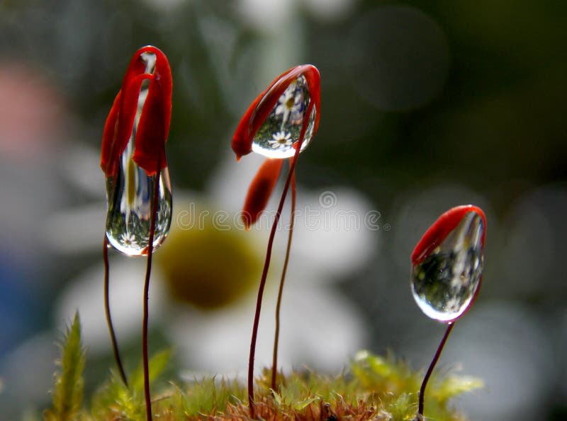 Drop in moss stock image. Image of nature, small, drops - 100137755
