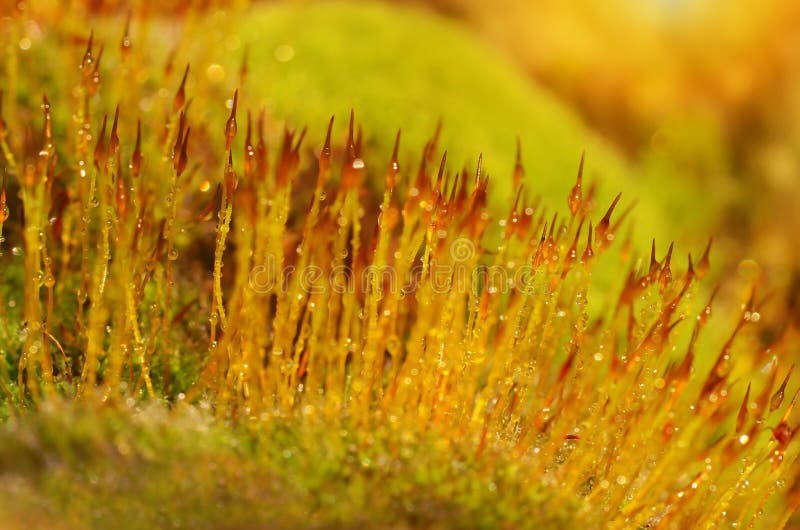 Moss after rain stock image. Image of flower, beautiful - 38120849