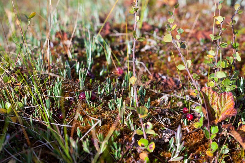 Moss with Red Growing Cranberry Stock Photo - Image of autumn, growth ...