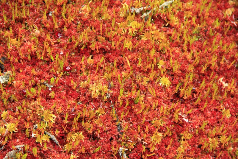 Moss Red on Swamp. Natural Texture Stock Photo - Image of flora ...