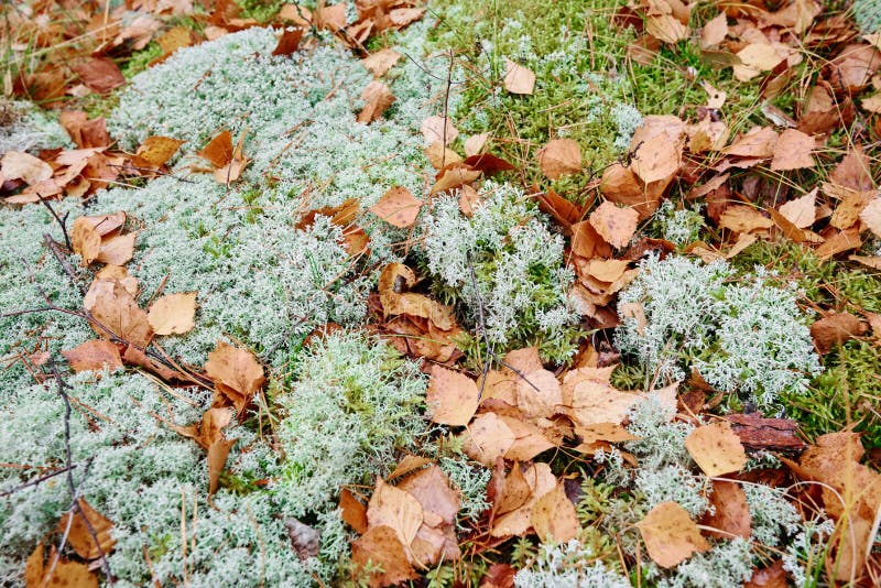 Moss or reindeer moss stock image. Image of lichen, closeup - 62560301