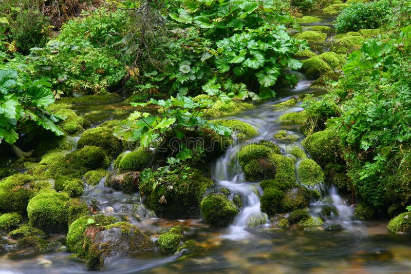 Moss on river rocks stock photo. Image of green, flowing - 6299662