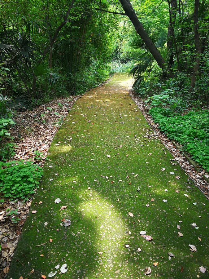 Moss on the Road Textured Background Nature Background Wallpaper, Stock ...