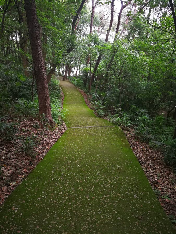 Moss road stock image. Image of trail, walkway, rainforest - 93080493