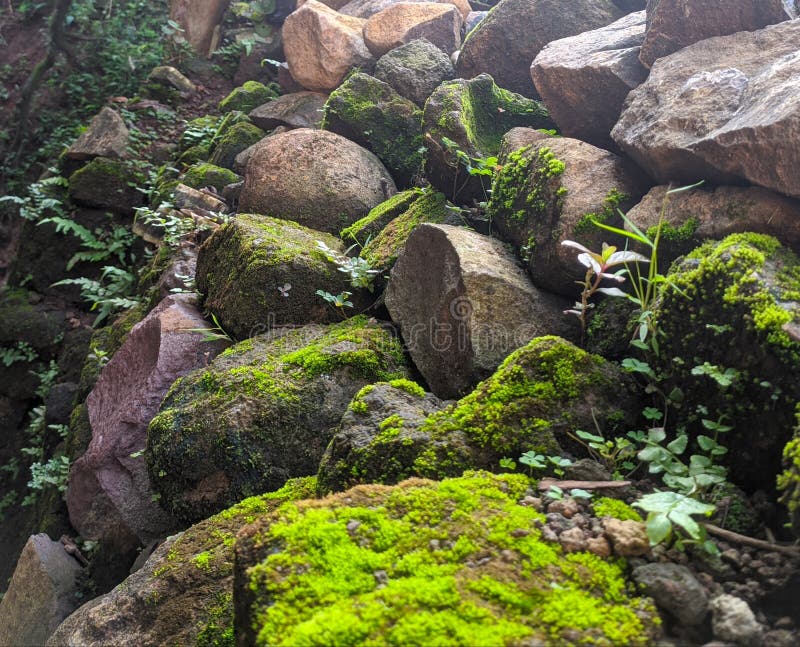 Moss on rock stock photo. Image of woodland, grass, boulder - 199669882