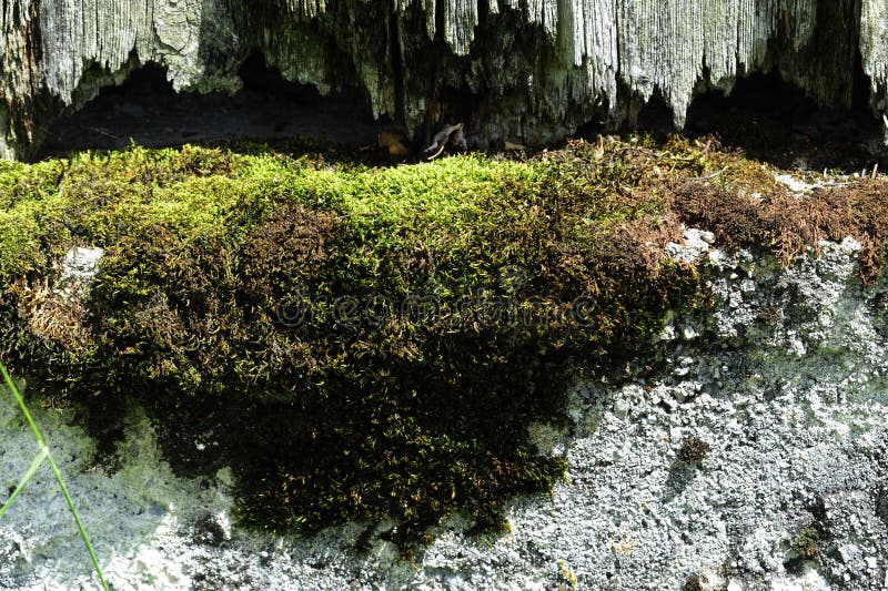 Moss on a rock in autumn stock photo. Image of botany - 182712900