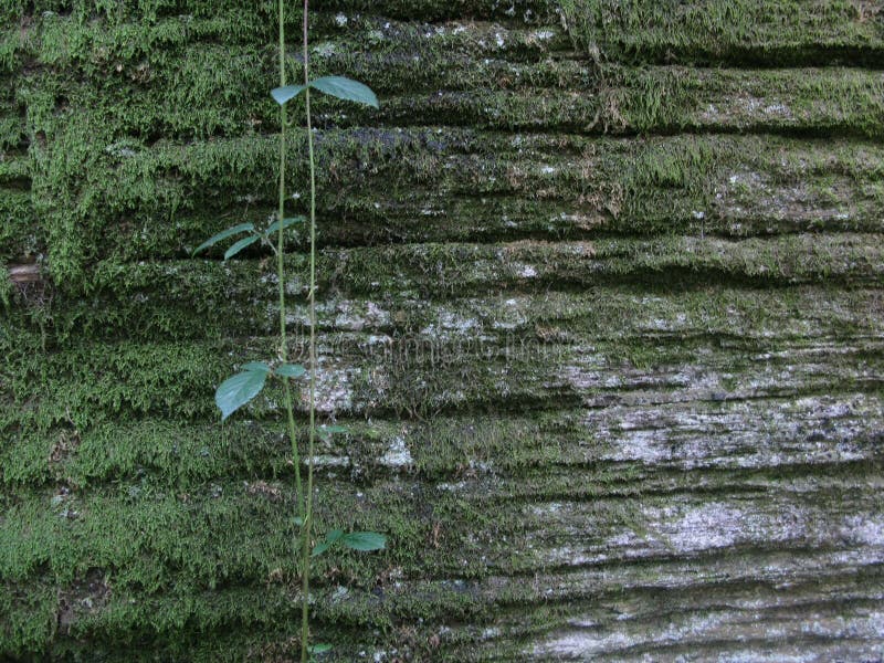 Moss on a rock in autumn stock image. Image of ecology - 182712945