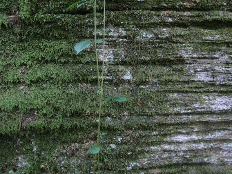 Moss on a rock in autumn stock photo. Image of vegetation - 182712966