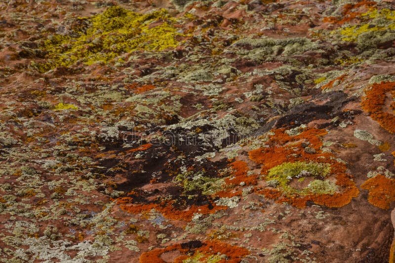 Moss on Rock Background stock photo. Image of surface - 94890612