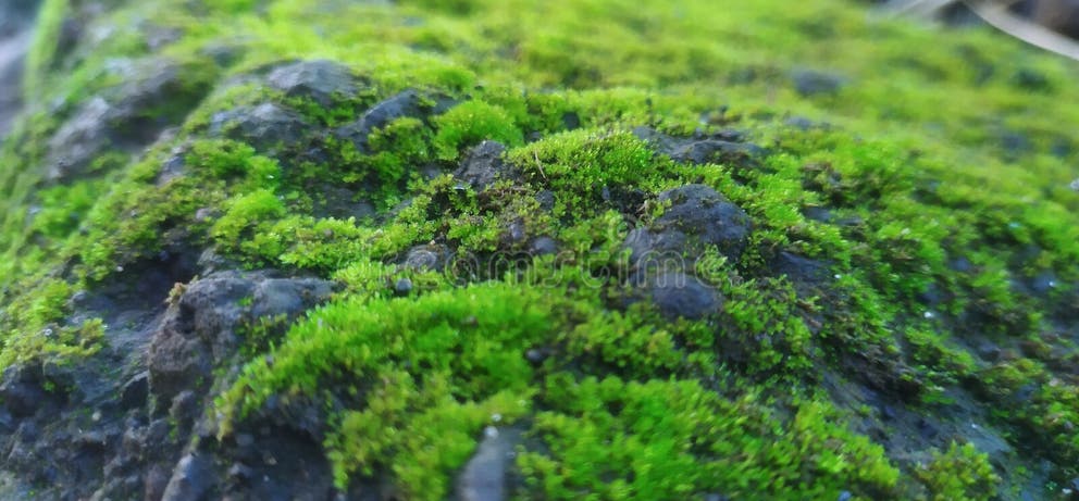 Moss on a Rock with a Close-up View that Makes the Moss Look Cool ...