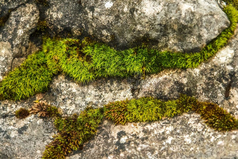 Moss on the rock stock photo. Image of ecology, moss - 74297958