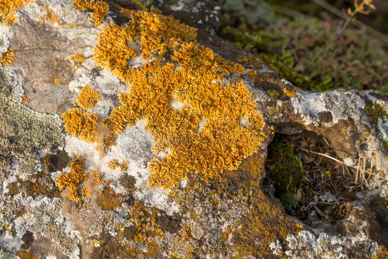 Moss on rock stock image. Image of cool, moldova, stone - 63836615