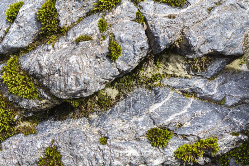 Moss on a Rock Face. Relief and Texture of Stone with Patterns and Moss ...