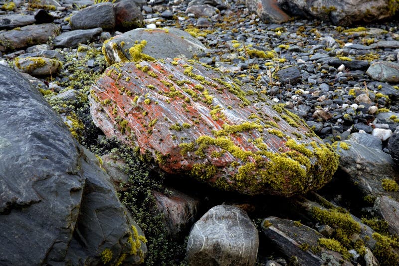 Moss on rock stock image. Image of rock, orange, moss - 36304707