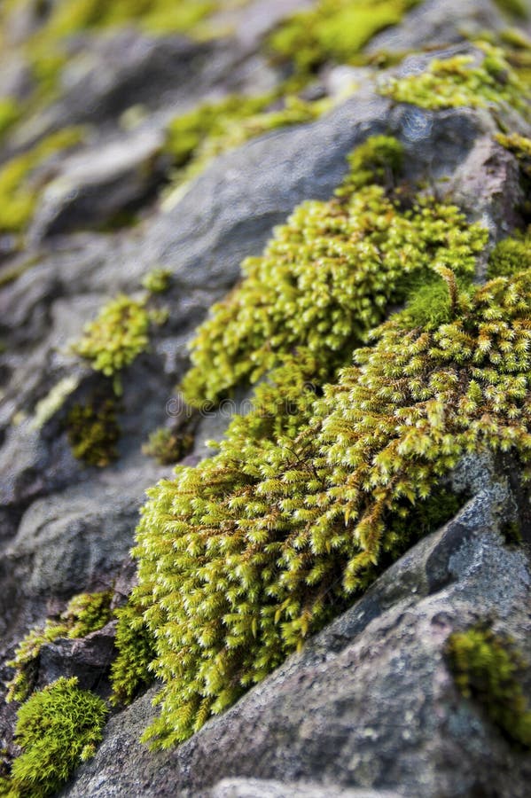 Moss on a rock stock photo. Image of spots, nature, boulder - 60934128