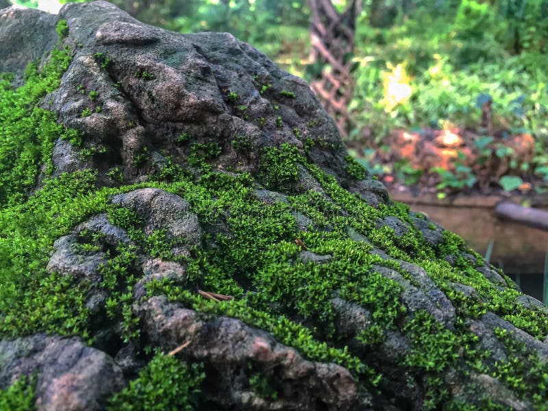Moist rock work with moss stock image. Image of moss - 101250647