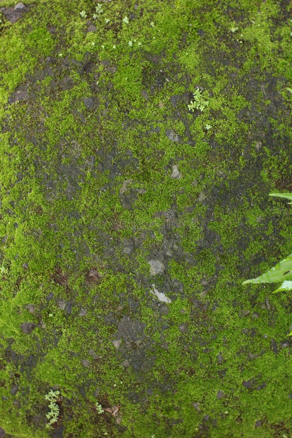 Moss on rock stock photo. Image of wilderness, water - 261224188