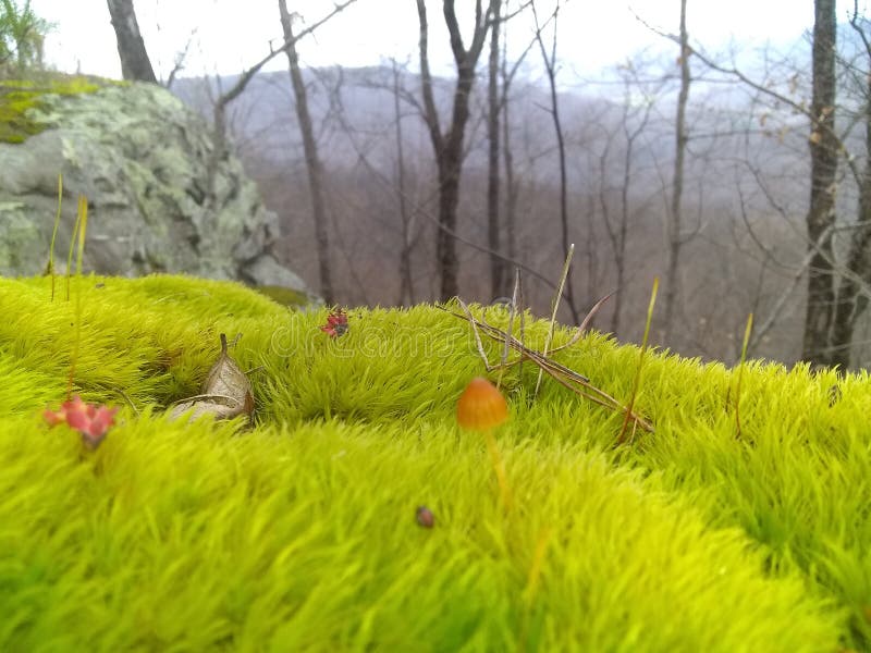 Moss Rock Moss Side of Mountain Stock Image - Image of prairie, side ...
