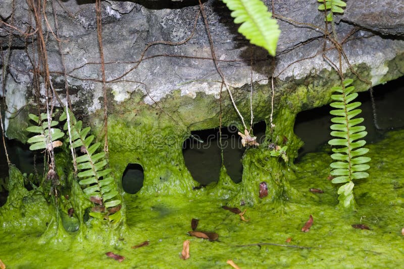 Moss on Rock and Plant in Mash Stock Image - Image of flora, moss ...