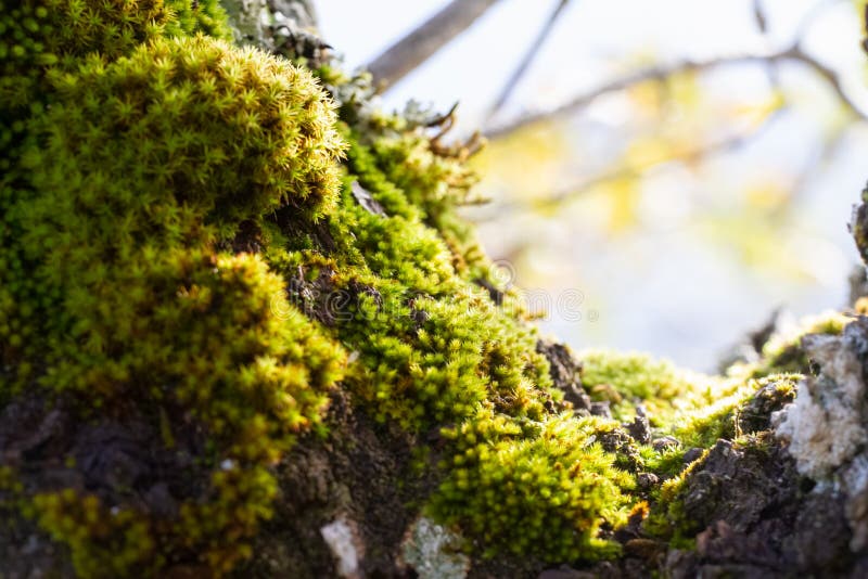 Moss on Rock in Raking Light Stock Photo - Image of forest, produce ...