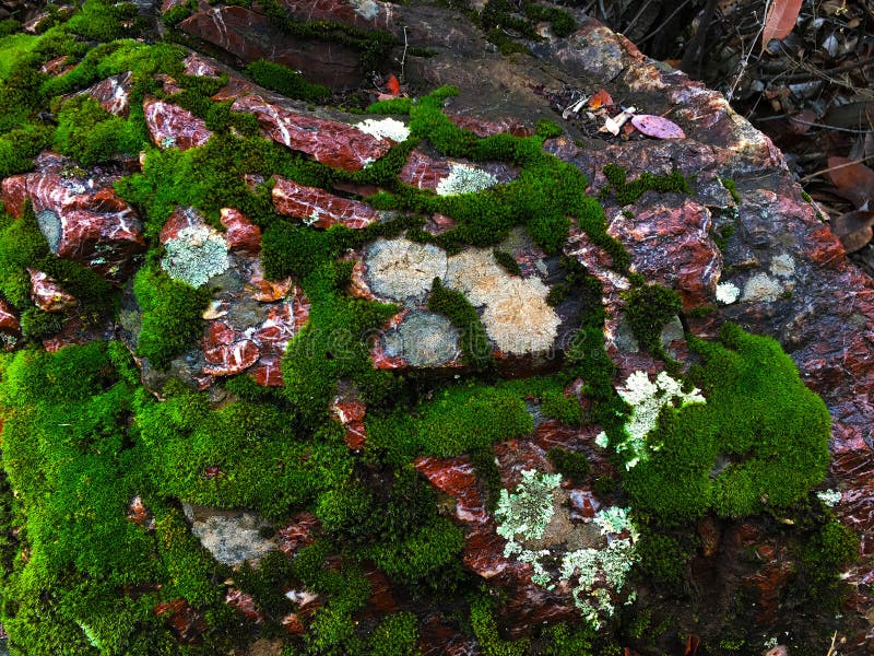 Moss on a rock stock image. Image of growing, growth - 78177099