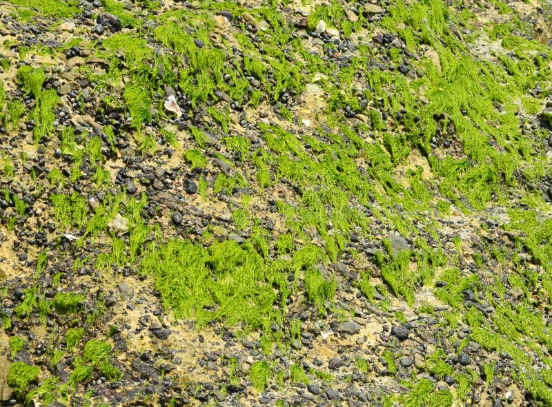 Moss and rock stock photo. Image of green, plant, fissidens - 20744274