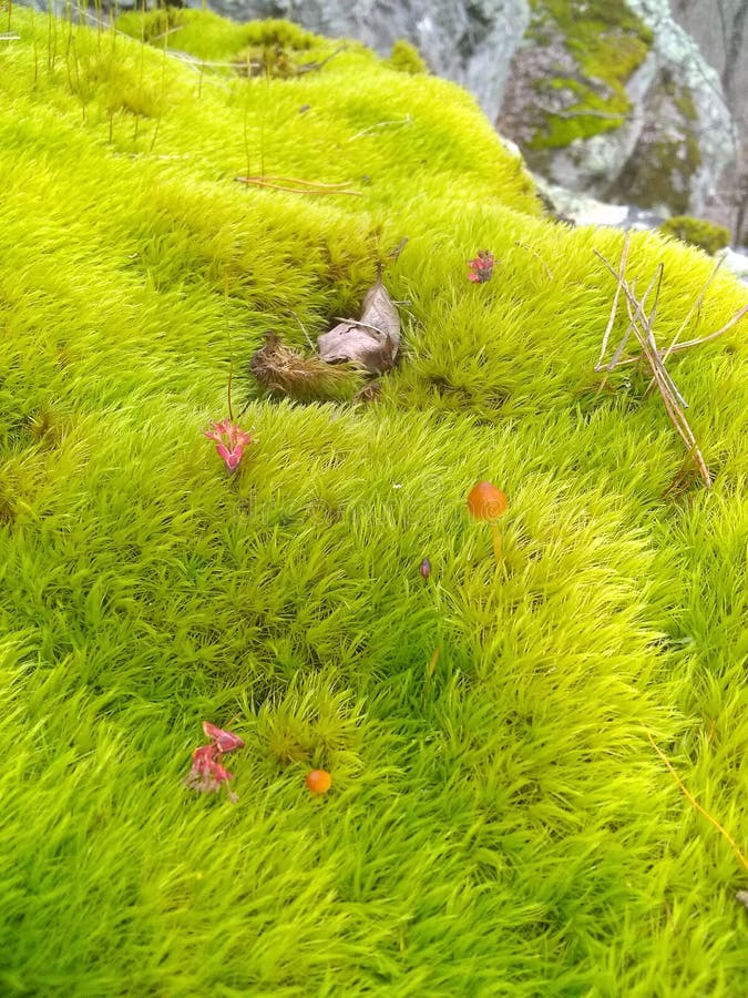 Moss Rock Moss Side of Mountain Stock Image - Image of branch, green ...