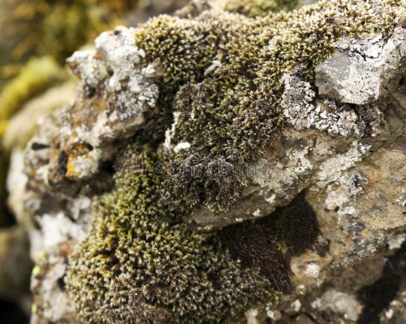 Moss and rocks background stock image. Image of white - 15383885