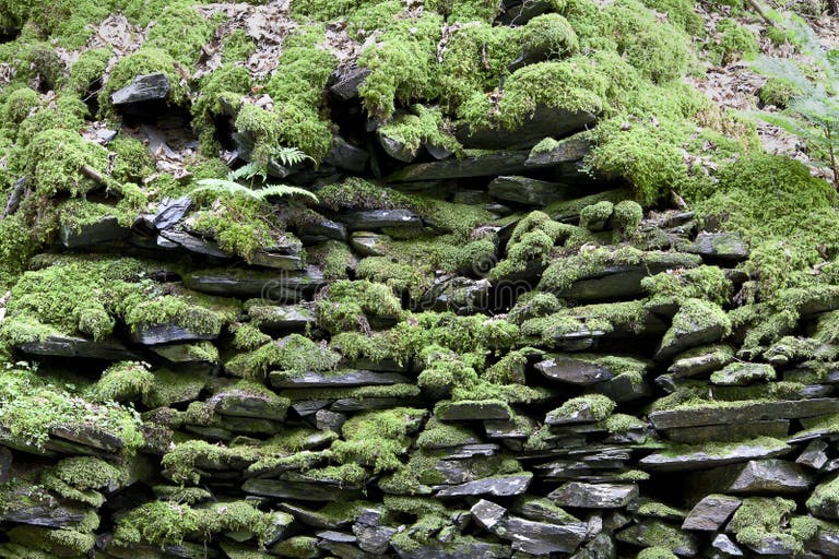 8,318 Moss Covered Rock Texture Stock Photos - Free & Royalty-Free ...