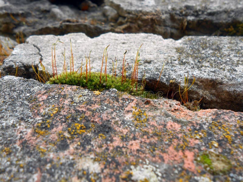 Moss on rocks - background stock photo. Image of plant - 101506972