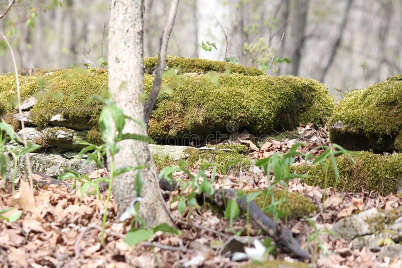 Moss on Rocks stock image. Image of large, moss, scenery - 87687923