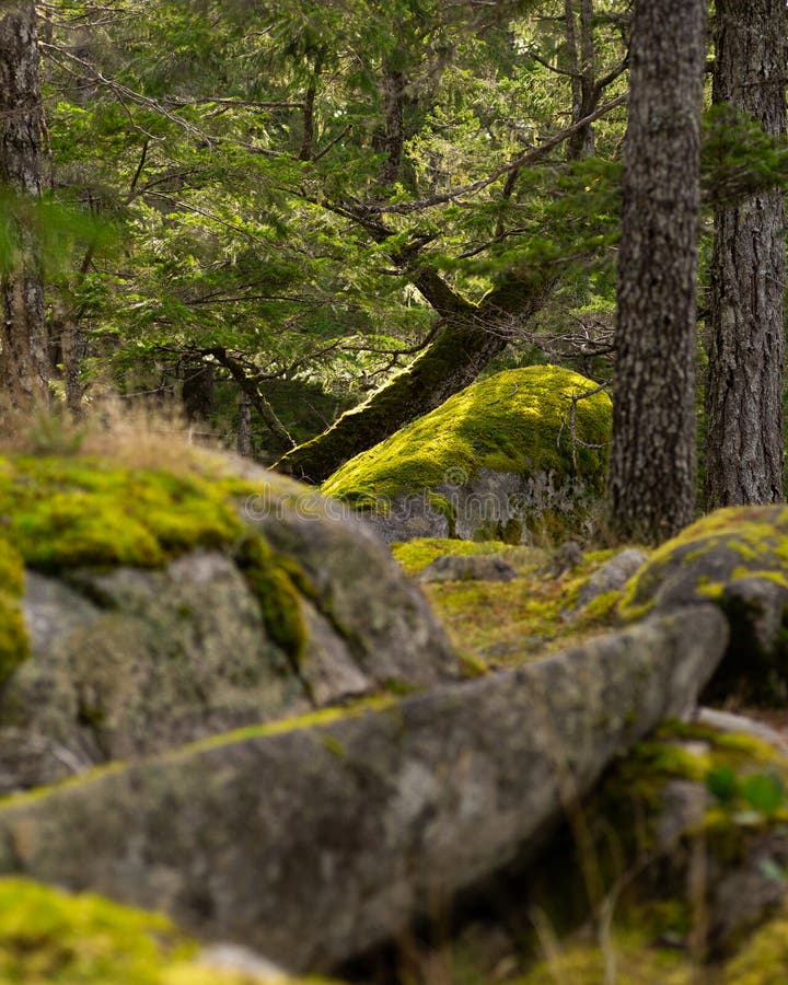Moss rocks in a forest stock photo. Image of wood, nature - 204509402