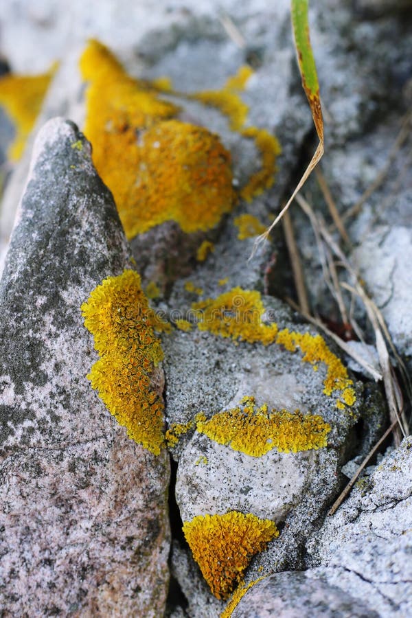 Moss on rocks stock photo. Image of beautyful, beach - 77871088