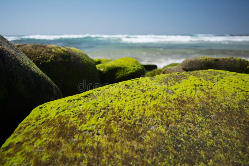 Moss on rocks stock photo. Image of angourie, rocks, australia - 45669182