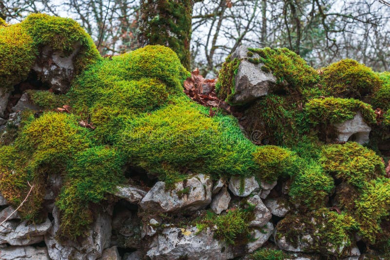 Moss on rocks and stones stock image. Image of beautiful - 241709393
