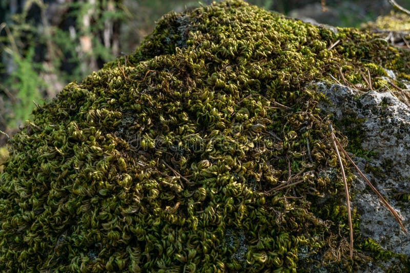 Moss on the Rocks in the Forest Stock Photo - Image of jungle ...