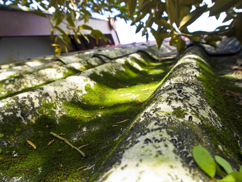 Moss on Roof Tile of House in the Jungle Stock Photo - Image of texture ...