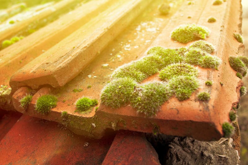 Moss on roof tiles stock image. Image of closeup, roof - 147131655